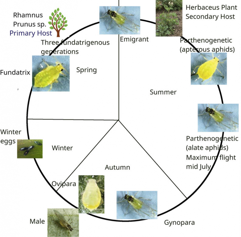 Aphid Spray Recipes – Austral Seedlings
