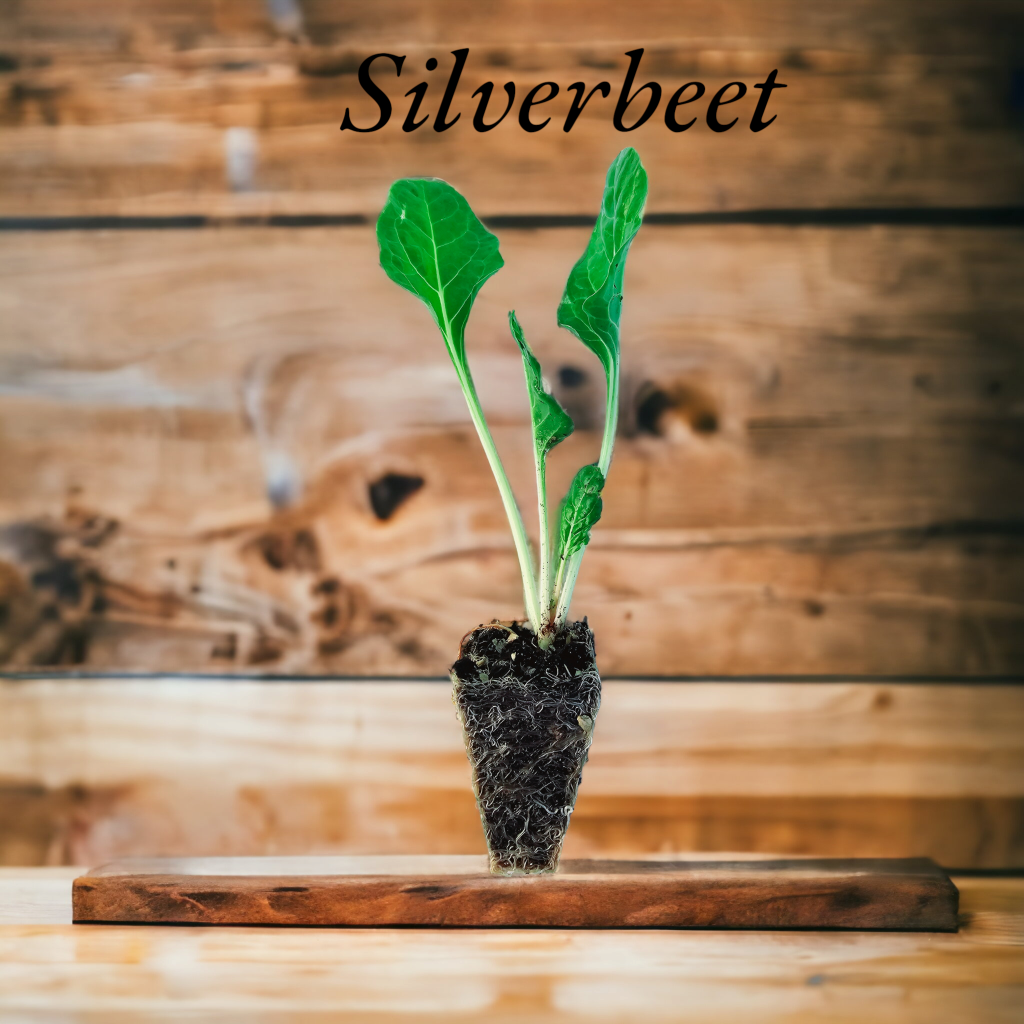 Silverbeet – Austral Seedlings